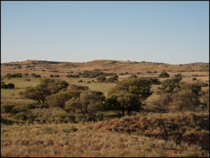 north of Apatula – Finke to north of Mt Dare – Julie Stephenson
